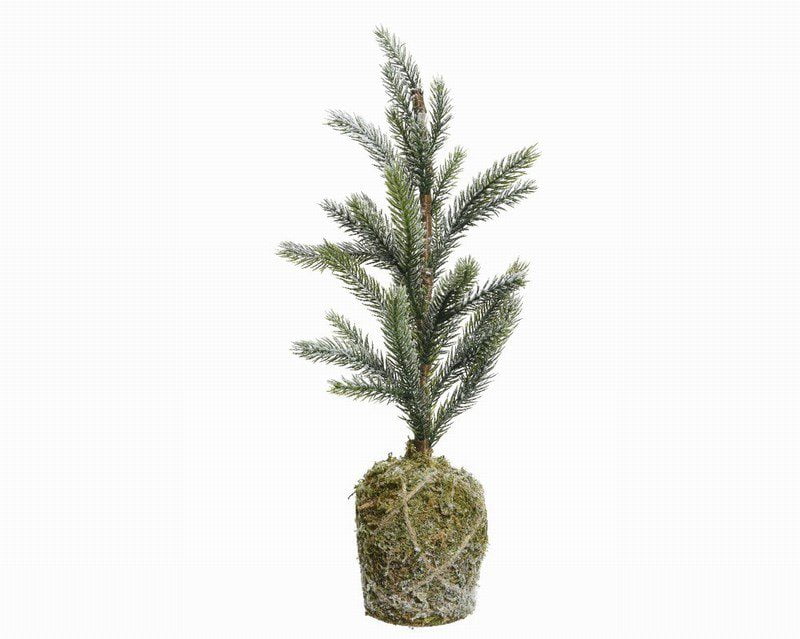 snowy mini tree on moss base - Raglan Garden Centre