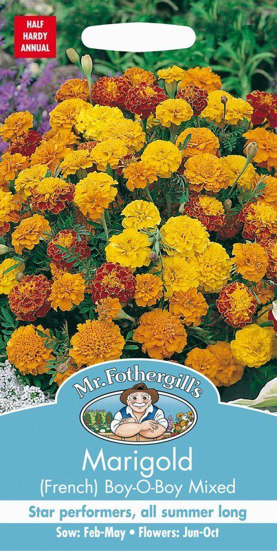 UK/FO-MARIGOLD (French) Boy-O-Boy Mixed - Raglan Garden Centre