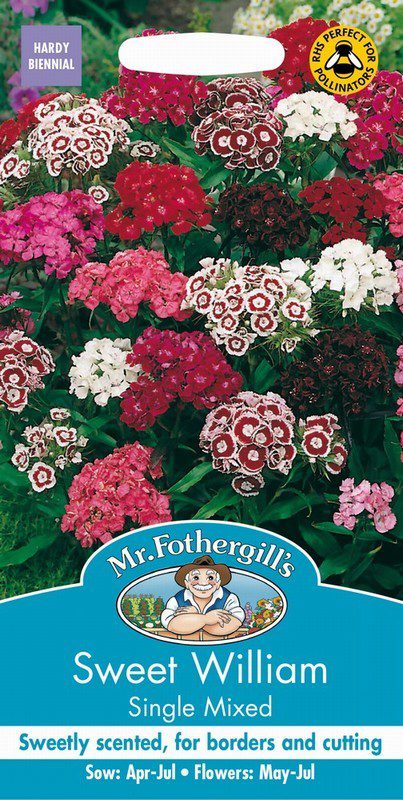 UK/FO-SWEET WILLIAM Single Mixed - Raglan Garden Centre