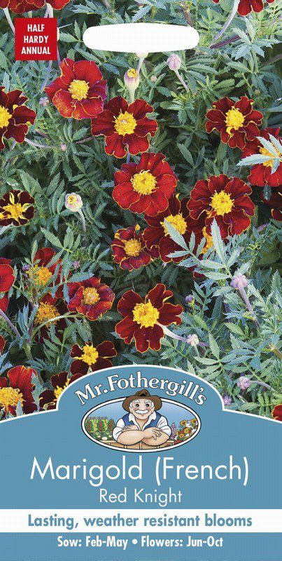 UK/FO-MARIGOLD (French) Red Knight - Raglan Garden Centre