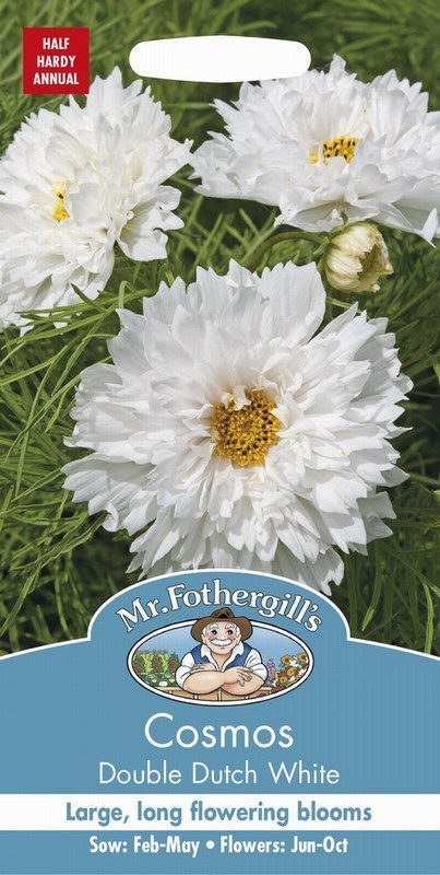 UK/FO-COSMOS Double Dutch White - Raglan Garden Centre