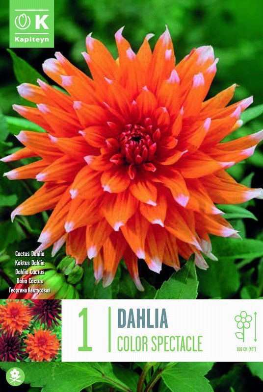 DAHLIA COLOR SPECTACLE - Raglan Garden Centre