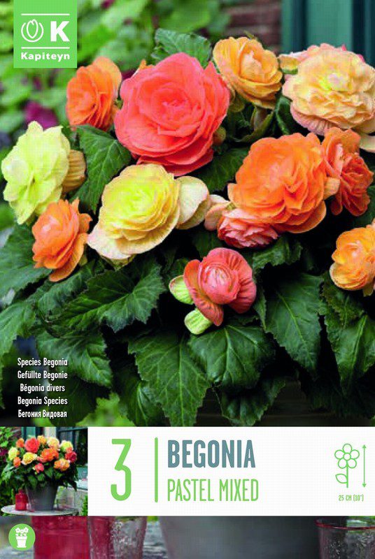 BEGONIA COMPACTA PASTEL - Raglan Garden Centre