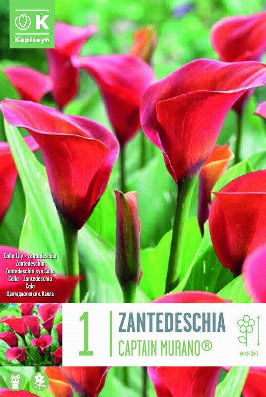 ZANTEDESCHIA CAPTAIN MURANO - Raglan Garden Centre